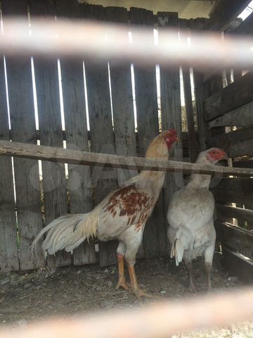 Бойцовые петухи и куры