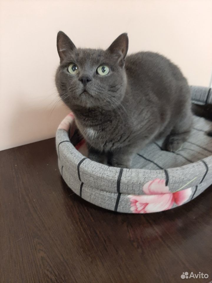 Выброшенная метиска британочки в дар