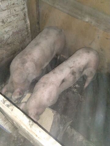 Продам поросят 6мес