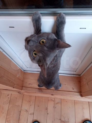 Отдам годовалого кота