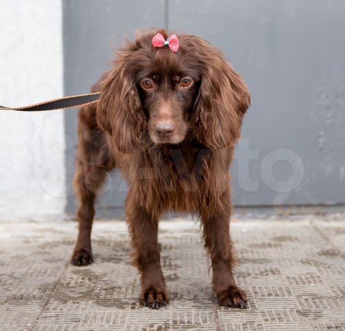 Спаниелька Тася ждет свою семью