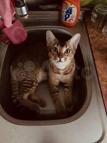 Абиссинец жених приглашает невесту