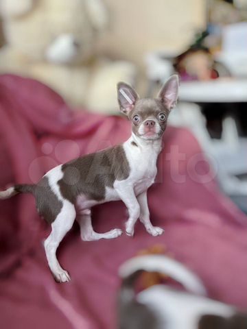 Очень красивые породистые мальчики РКФ