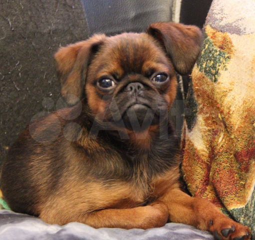 Щенки брабансона