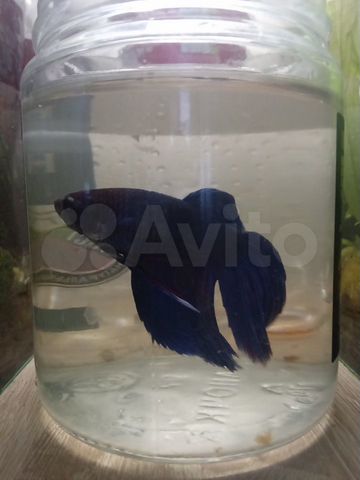 Рыбка Петушок халфмун