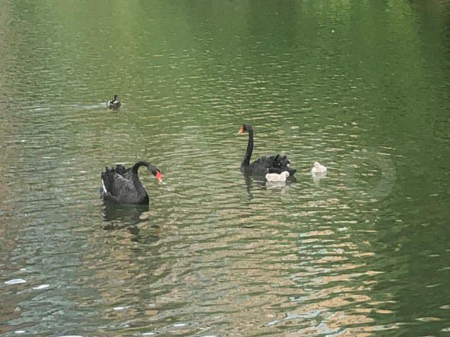 Черный лебедь