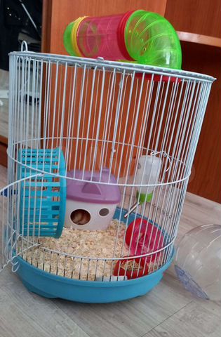 Продам хомяка 3 мес. вместе с клеткой и имеющимися