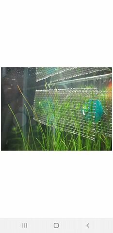 Нержавеющая сетка для мха в аквариум