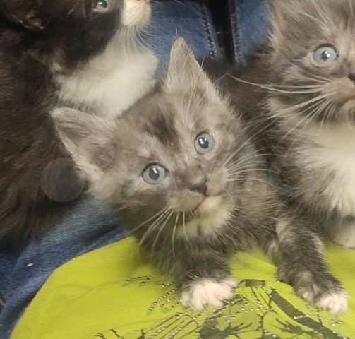 Котенок Пуся девочка 1,5 мес