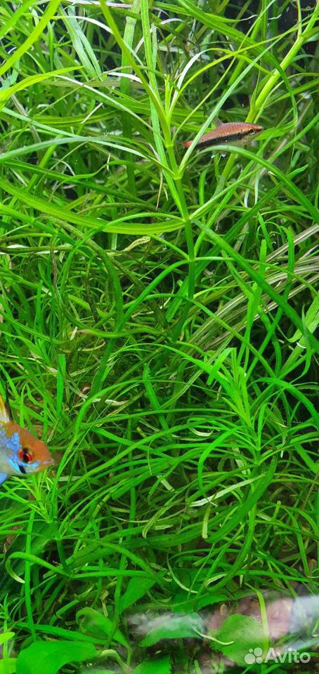 Аквариумное растение Погестемон октопус, Гигрофила