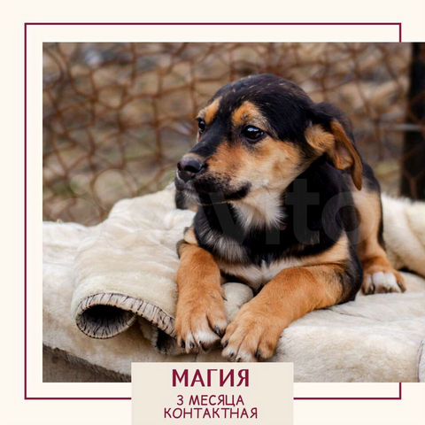 Щенок Магия, 4 мес