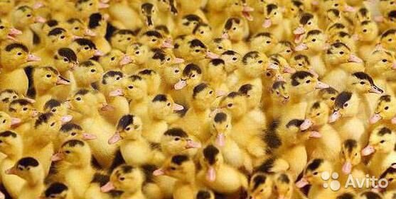 Мясная утка Мулард Орвия «stimul» Франция