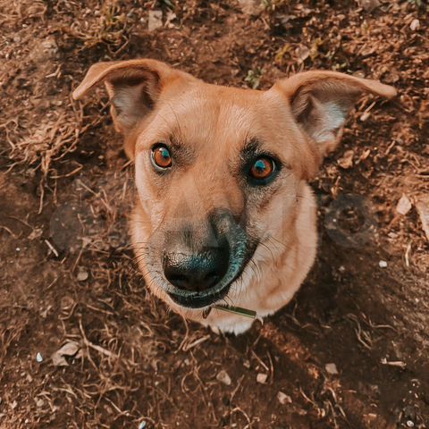 Собака - компаньон для семьи