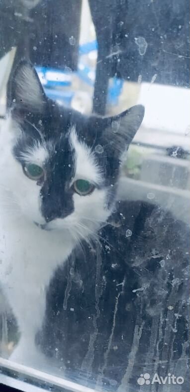 Котик Морсик