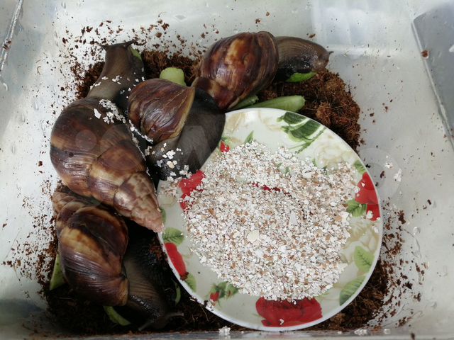 Улитки ахатин