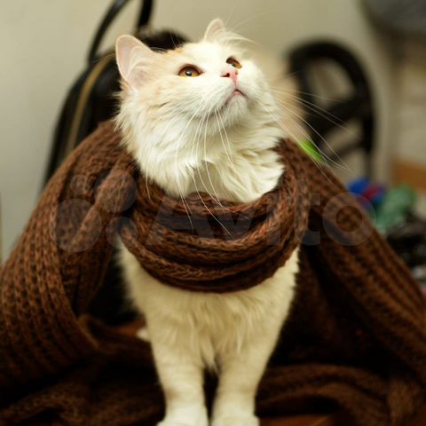 Котик Митя ищет свой дом