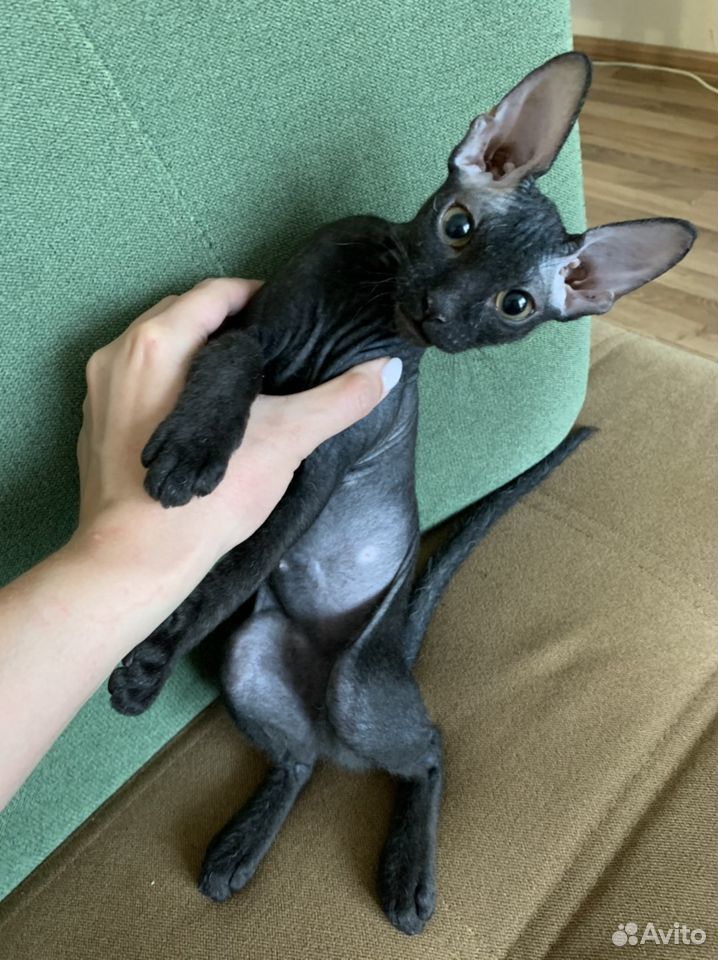 Продам котёнка Донской сфинкс велюр