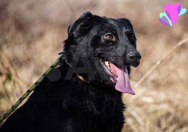 Собака Чага и Чача, около 3 лет, месяц корма в дар