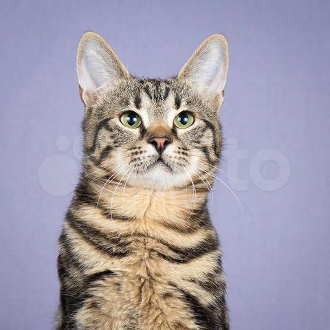 Котёнок Майкл ищет семью