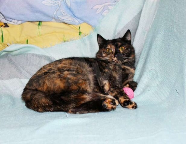 Кошка ласкушка