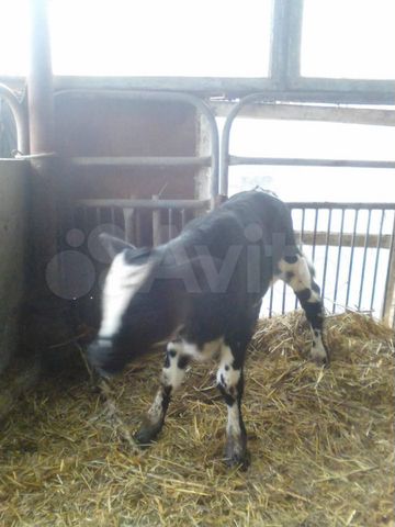 Продается телок