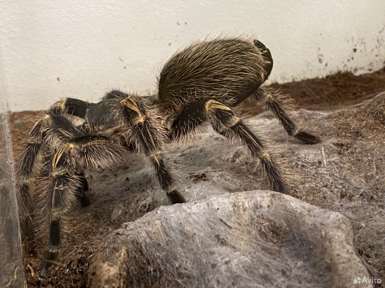 Паук-птицеед и мадагаскарские тараканы