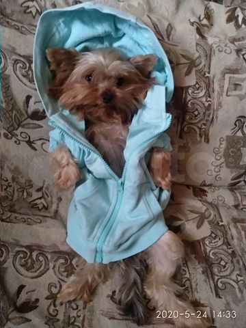 Йоркширский терьер