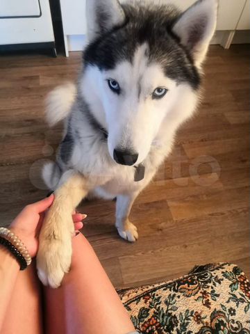 Сибирский хаски, кабель на вязку