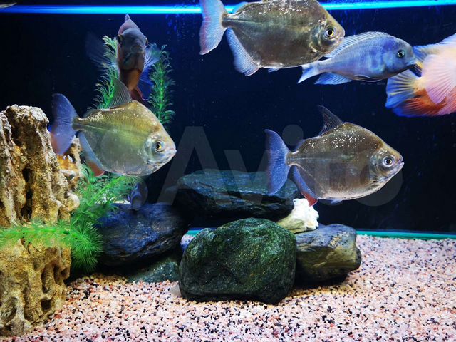 Аквариумные рыбки