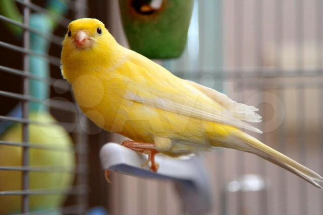 Канарейки продажа