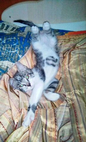 Котенок Тёмочка