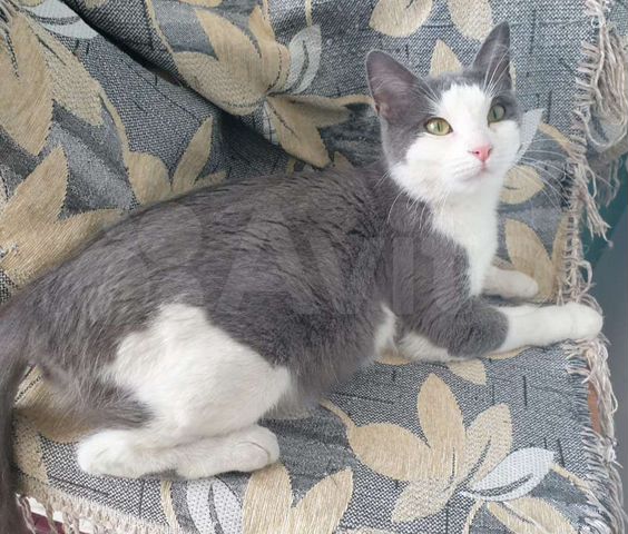 Кошечка Зося (10 месяцев)