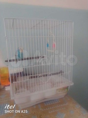 Продается папугай,ему три месяца,завут голубчик