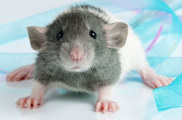 Крысята Дамбо