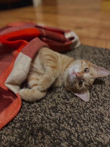 Котенок Шафран