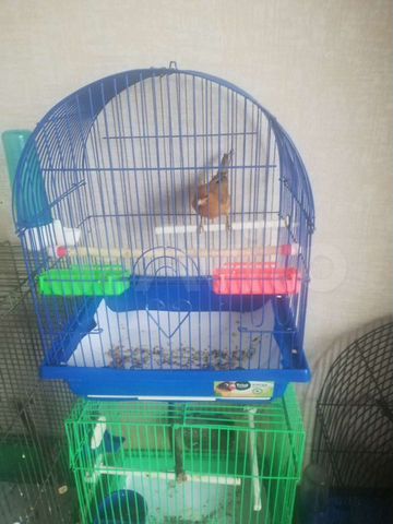 Канарейка 7 месецев