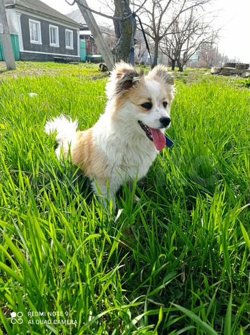 Ищет дом мелкая Собачка Умочка