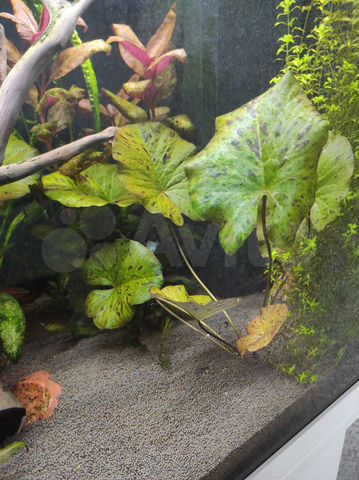 Аквариумные растения