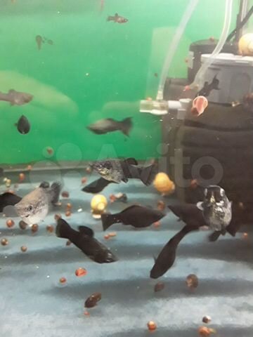 Моллинезия золотиста черная,сера черная лира