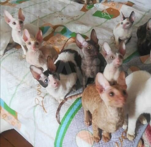 Корниш-рекс