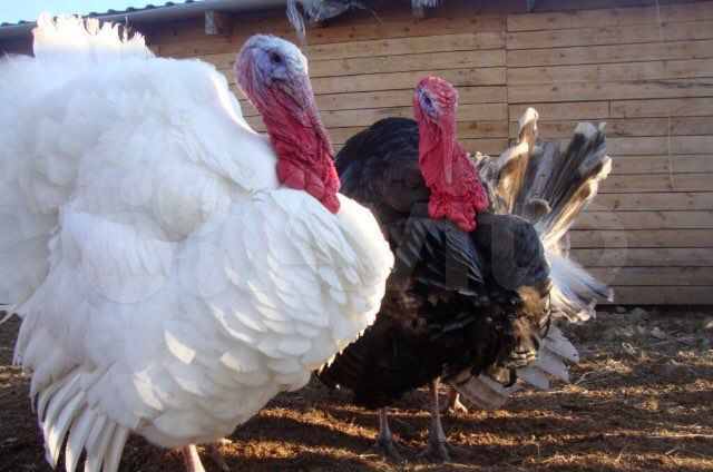 Индюки домашние