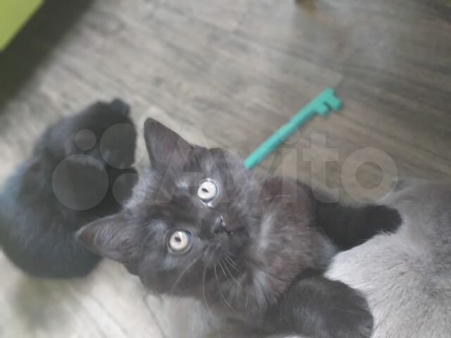 Шотландские котята