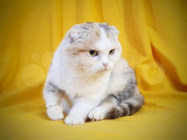 В поиске кошачьего счастья