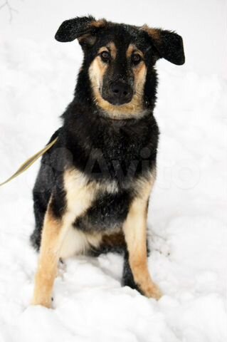 Щенок Джесси 7 мес ищет дом