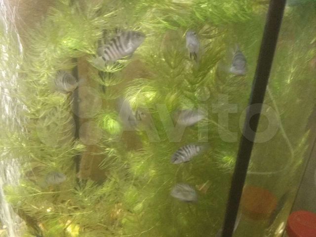 Рыбки цихлозома чернополосая