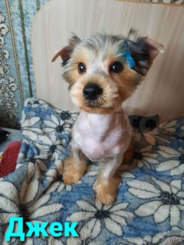 Йоркширский терьер (щенки)