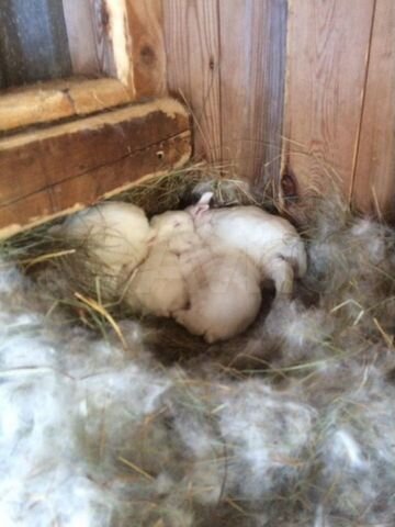 Кролики,белый панон