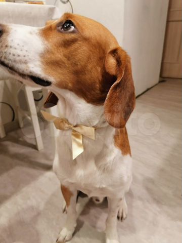 4 года эстонская гончая