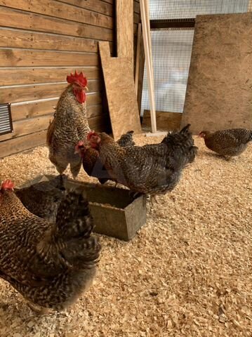 Куры белифельдер инкубационное яйцо. Производители