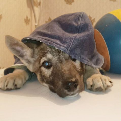 Щеночки